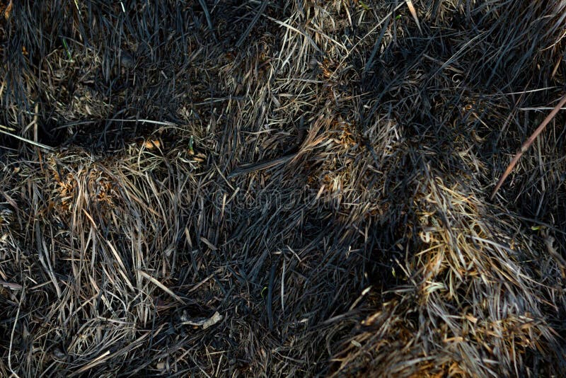 The Texture of Dry Grass are Burned Stock Image - Image of bale, forest ...