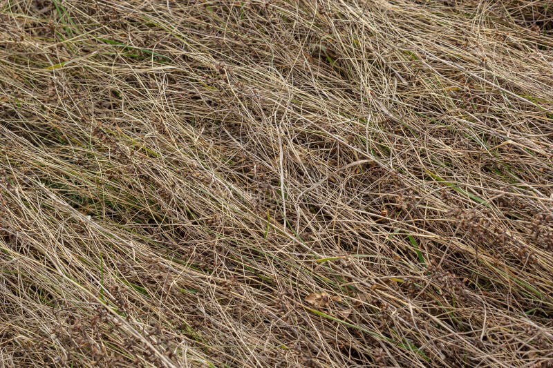 Texture of Dry Grass from Top View Stock Photo - Image of natural, land ...