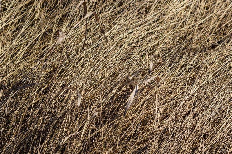 Texture of Dry Grass from Top View Stock Photo - Image of meadow ...
