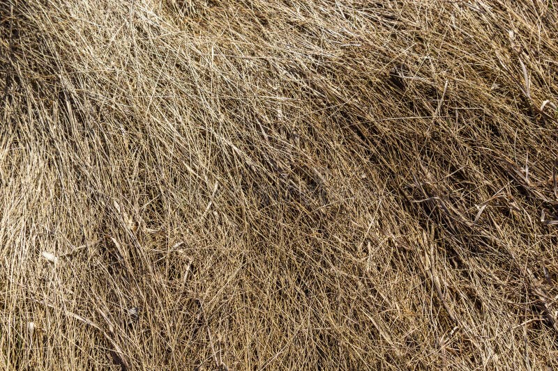 384 Dead Dry Grass Texture Top View Stock Photos - Free & Royalty-Free ...