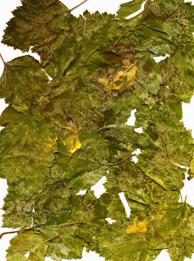 Texture of Dry Green Leaves Stock Photo - Image of leaves, white: 6541506