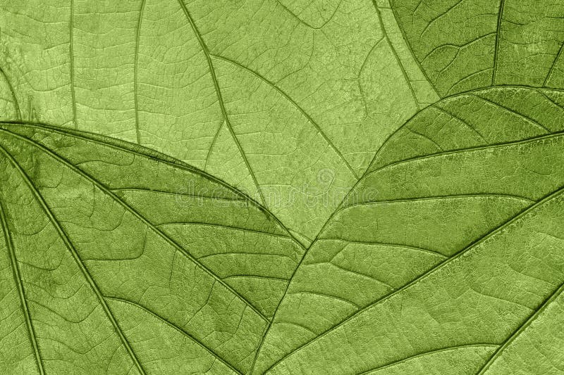 Texture of Dry Green Organic Leaves Background, Macro. Structure of ...
