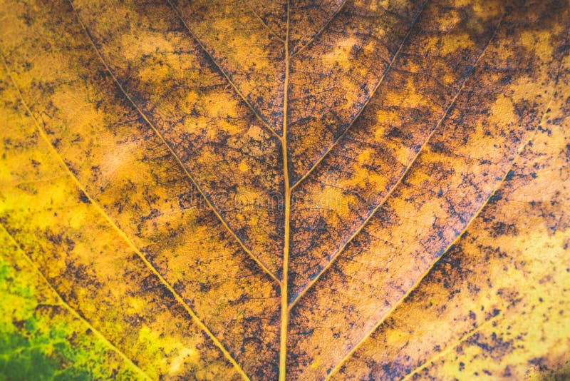 Texture of Dry Leaf Pattern Stock Image - Image of nature, foliage ...