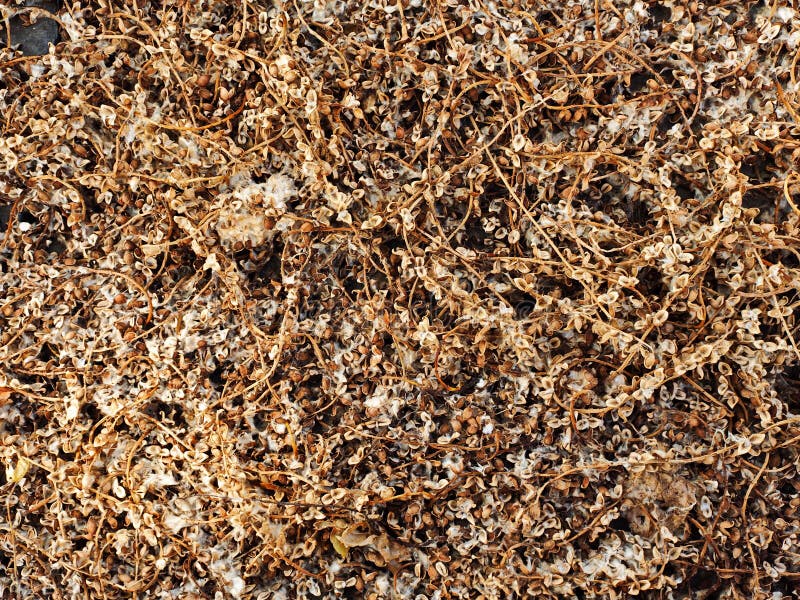 Texture of dry plants stock image. Image of plant, warm - 131354891