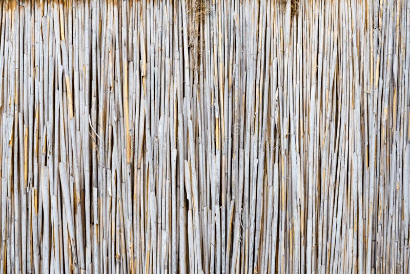 Texture of the dry reeds stock photo. Image of pattern - 71906088