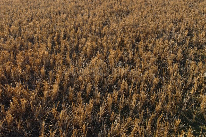 The Texture of Dry Rice Plants Stock Photo - Image of harvesting, farm ...