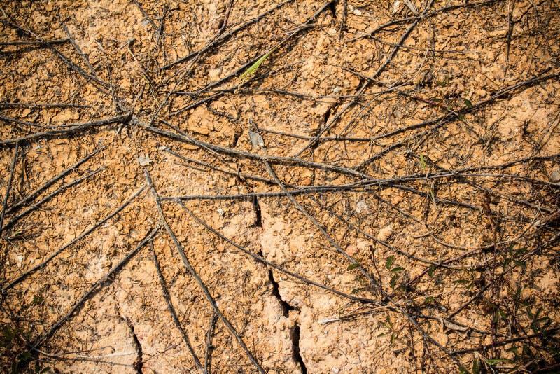 Texture Dry Root and Cracked Earth Stock Image - Image of arid, nino ...