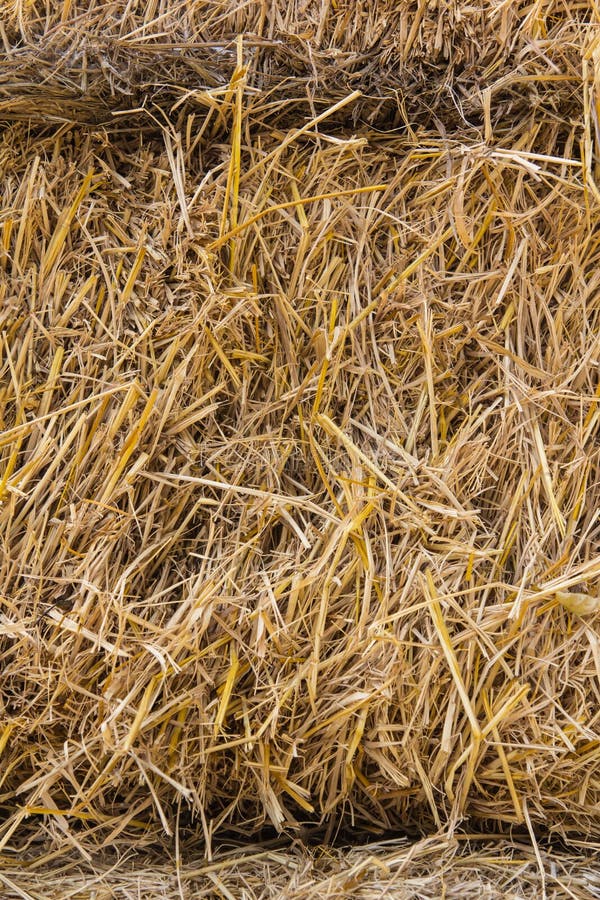 Texture of dry straw stock image. Image of background - 47384703