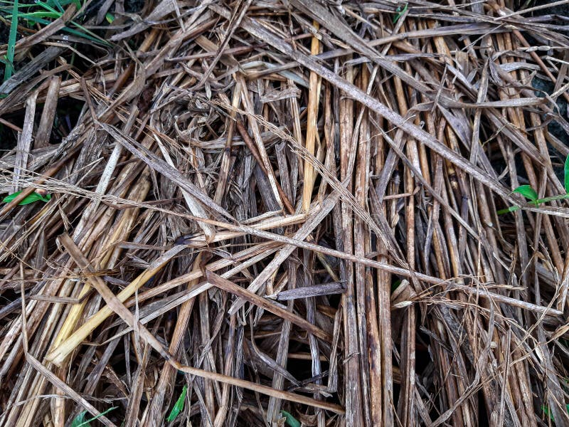 Texture of Dry Straw in the Rice Fields Stock Image - Image of straw ...