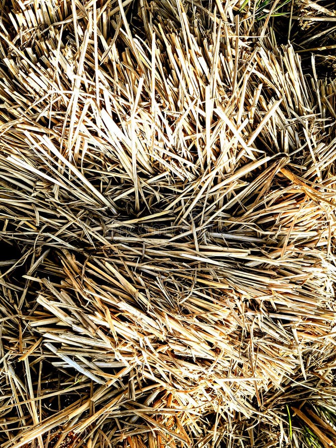 Texture of Dry Straw in the Rice Fields Stock Photo - Image of rice ...