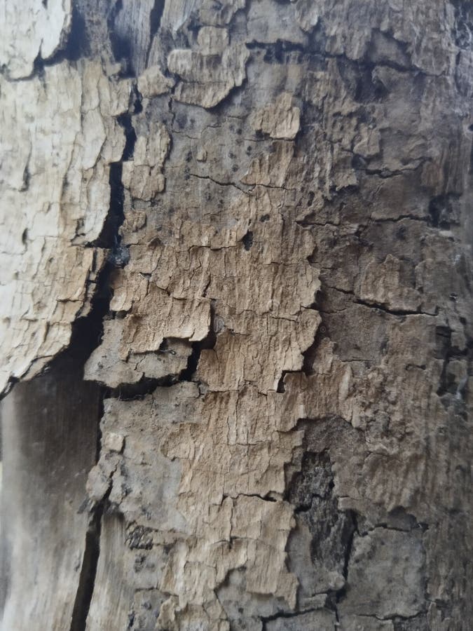 Texture Dry Tree Bark in Nature Stock Photo - Image of pattern ...