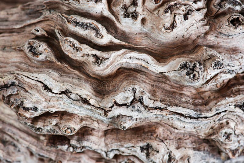 Texture of dry tree stock photo. Image of background - 89391132