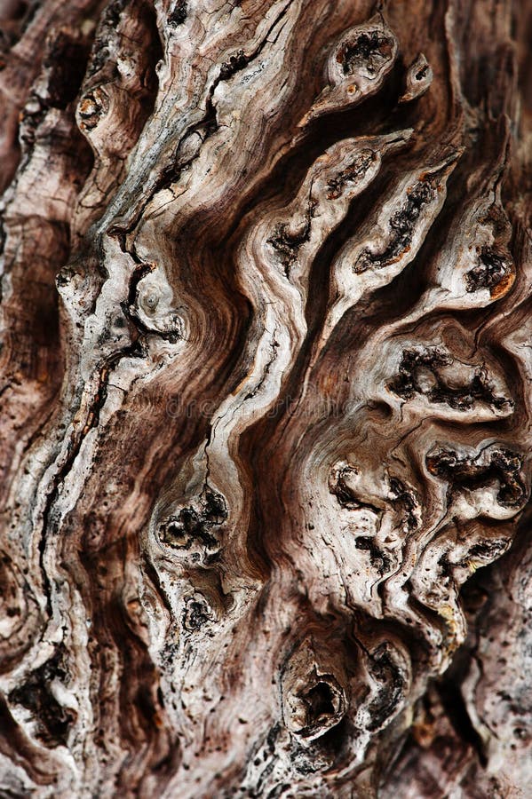 Texture of dry tree stock photo. Image of brutal, brown - 89391074