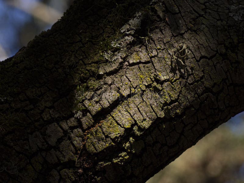 Texture of a Dry Tree in Summer. Texture and Resources Stock Image ...