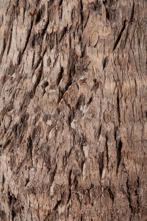 Texture of dry tree trunk stock image. Image of beach - 45595617
