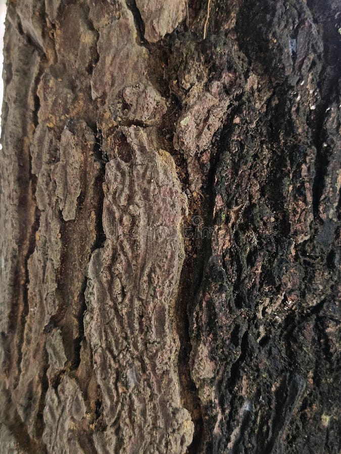 Texture of Dry and Wet Bark, on the Left is Dry Bark, on the Right is ...
