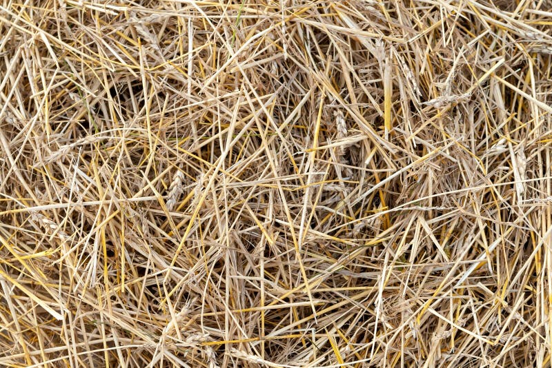 Golden Straw Cereal Crop. Texture of Dry Yellow Straw of Wheat Stock ...