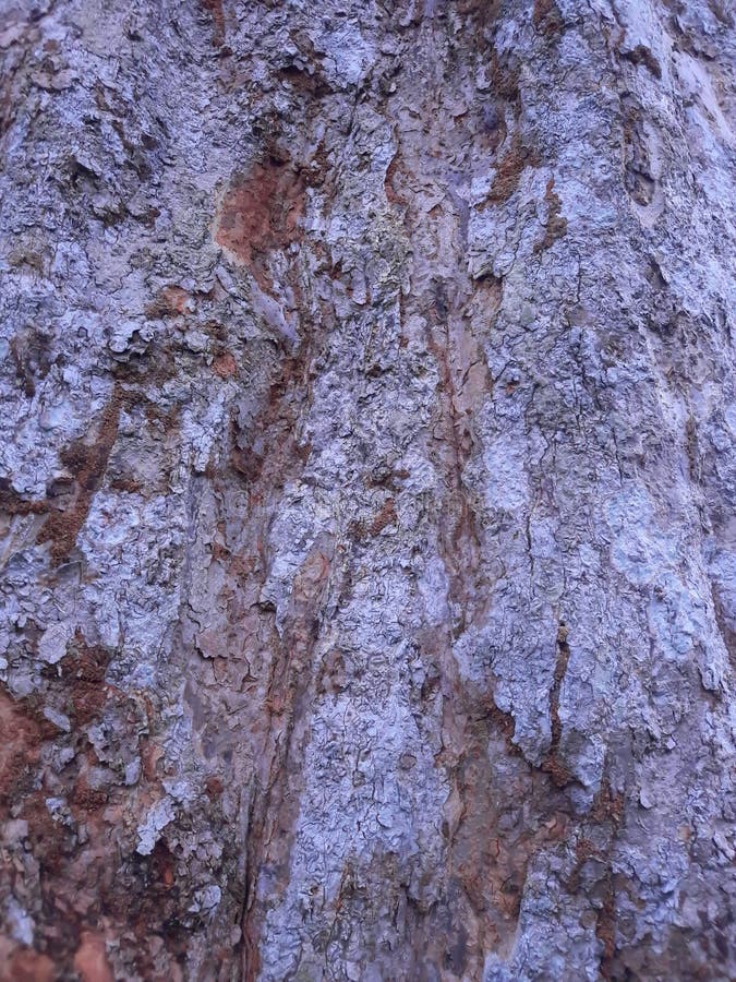 Texture of Duku Tree Logs during the Day Stock Image - Image of frost ...