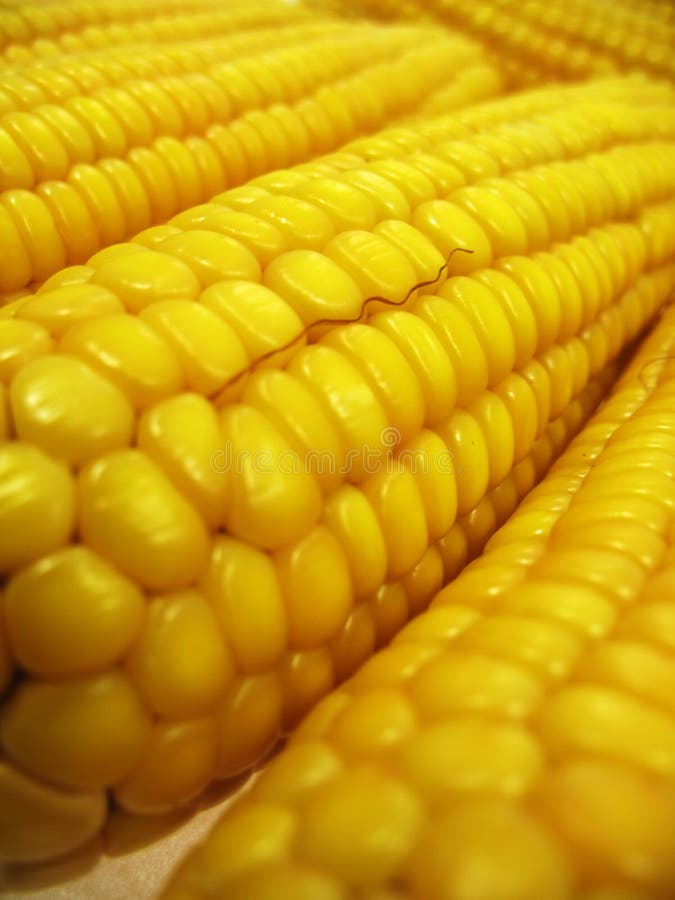 Texture of ears of corn stock photo. Image of food, plant - 3205528