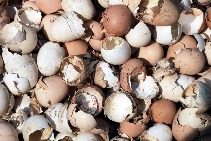 Texture of an egg shell. stock photo. Image of organic - 143315302
