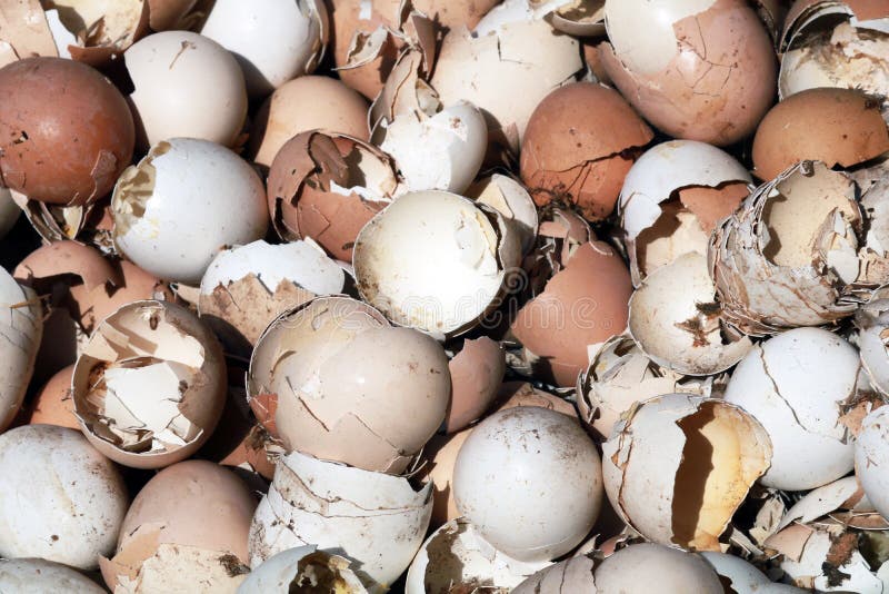 Texture of an egg shell. stock photo. Image of backdrop - 143315372