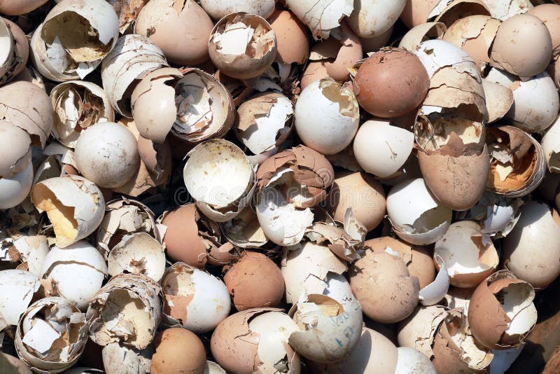 Texture of an egg shell. stock photo. Image of diet - 143315370