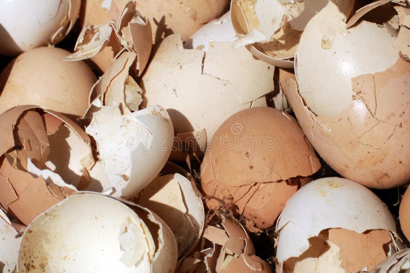 Texture of an egg shell. stock photo. Image of backdrop - 143315372