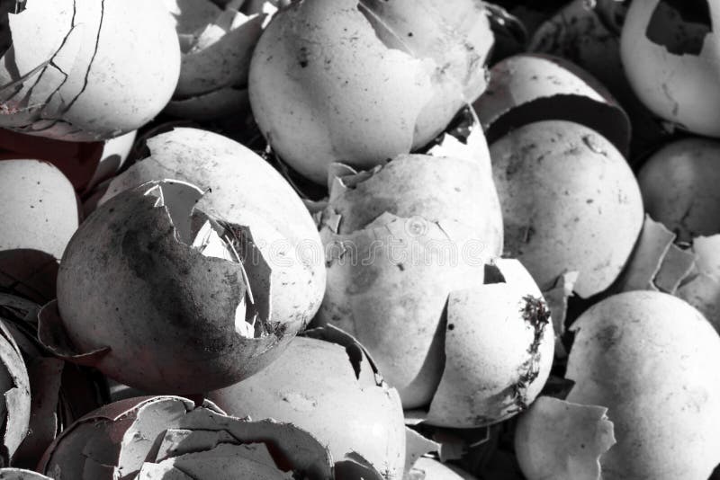 Texture of an egg shell. stock photo. Image of backdrop - 143315372