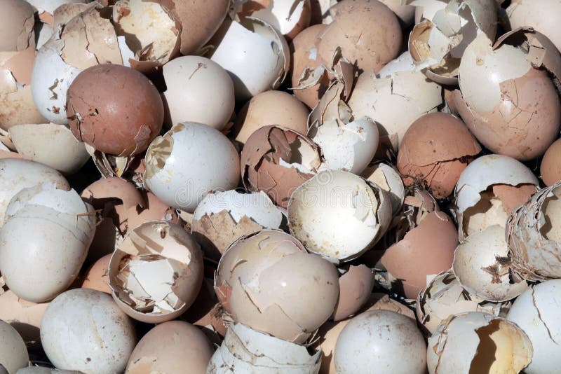 Texture of an egg shell. stock photo. Image of backdrop - 143315372