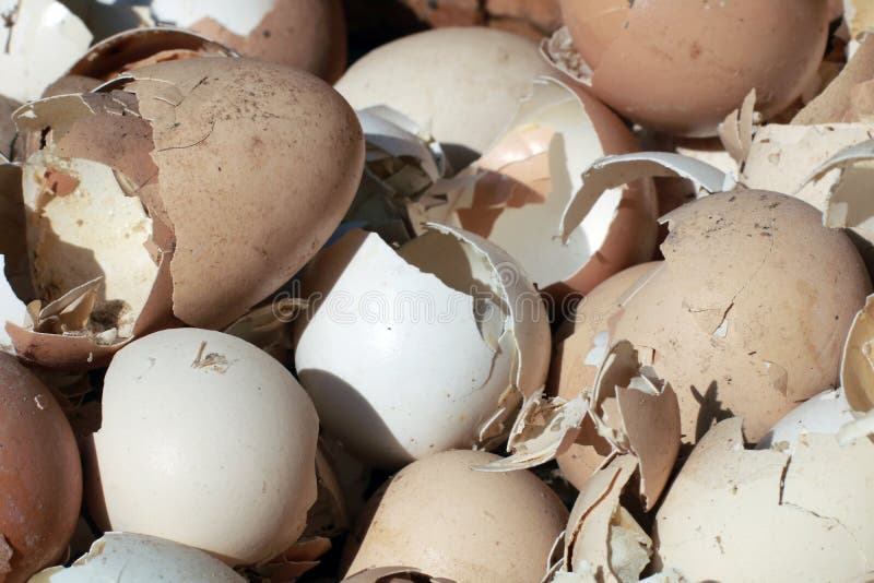 Texture of an egg shell. stock photo. Image of chicken - 143315336