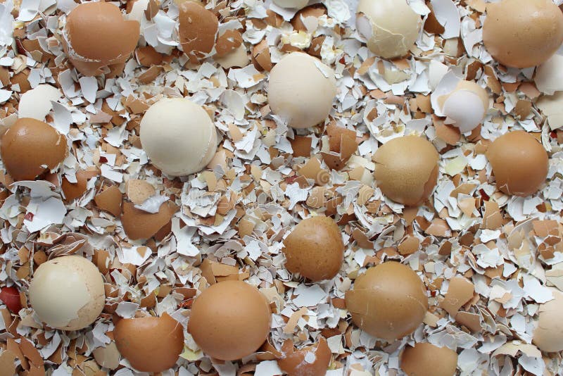 A Lot of Pieces Broken Eggshell Background Stock Image - Image of ...