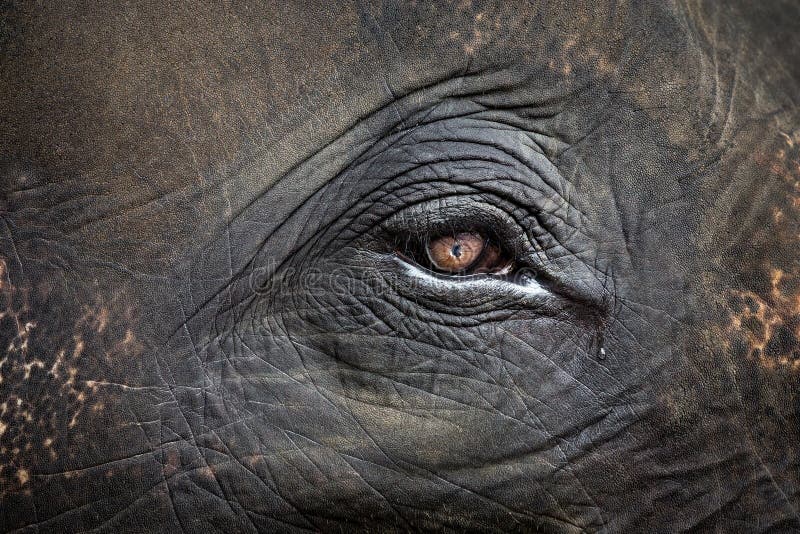 Eyes of elephants. stock photo. Image of face, asia - 110509228