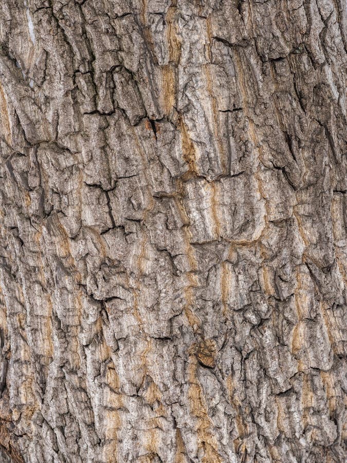 Texture of Embossed Bark of an Old Maple Stock Image - Image of closeup ...