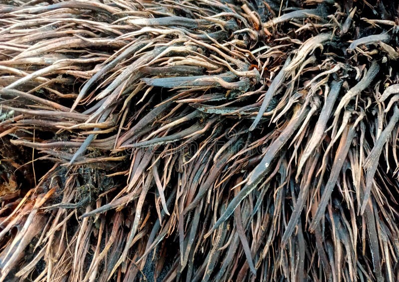 Texture of Empty Oil Palm Fruit Bunches Stock Image - Image of dead ...