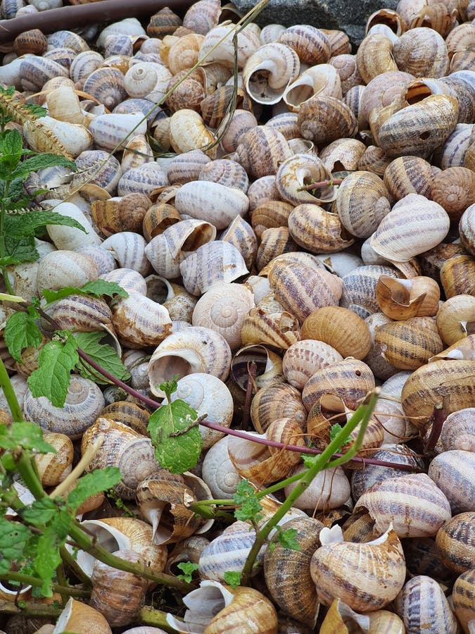 Texture of Empty Snail Shells Lying Scattered Stock Photo - Image of ...