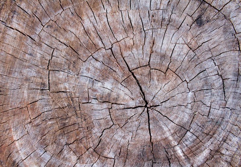 Texture En Bois D'un Tronc D'arbre, Texture De Fond Photo stock - Image ...
