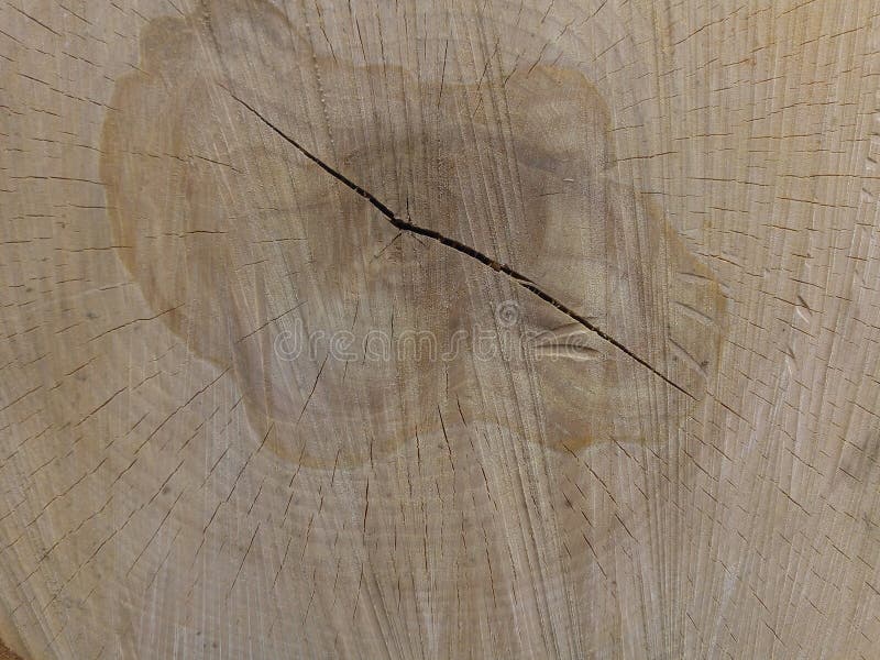 Texture En Bois De Bouleaux. Section Photo stock - Image du chêne ...