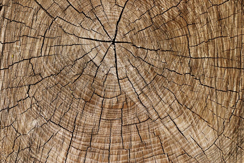 Tronc D'arbre En Bois De Coupe De Texture Photo stock - Image du bois ...