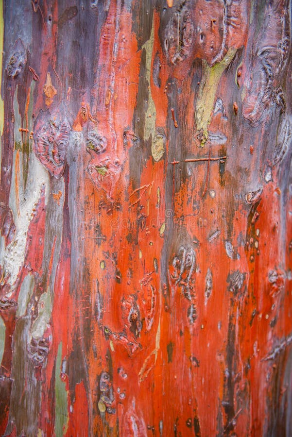 Texture of Eucalyptus tree stock photo. Image of background - 190280076