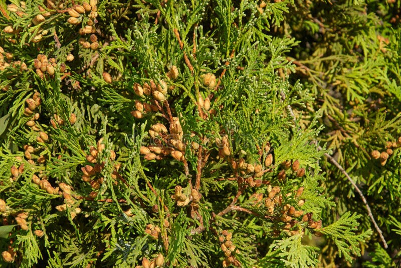 Texture of Evergreen Juniper Branches Stock Image - Image of floral ...