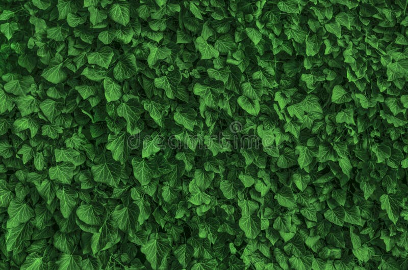 Texture from Evergreen Leaves of a Plant Stock Image - Image of texture ...
