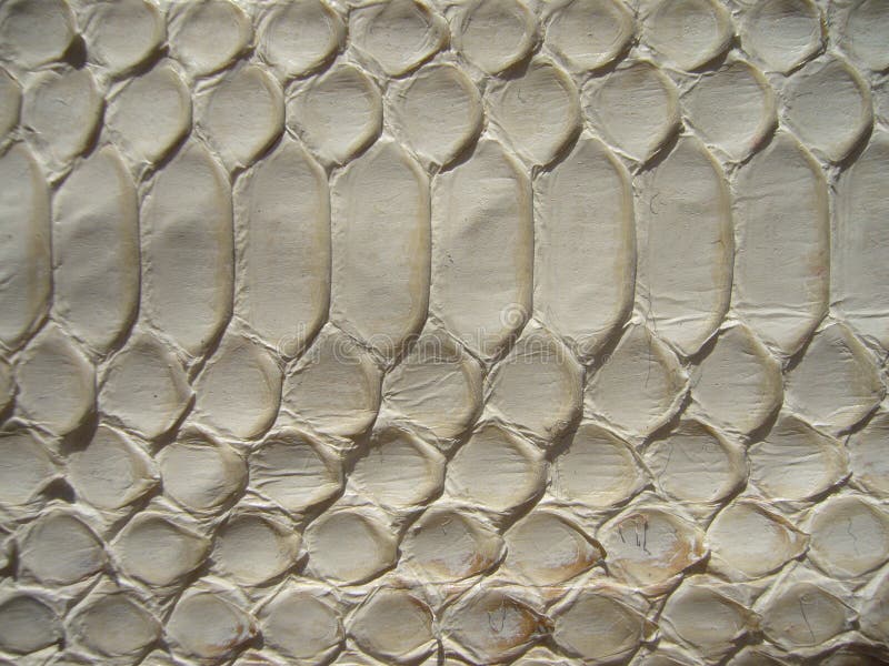 Texture of Exotic Leather. Python Skin, White Snakes Stock Image ...