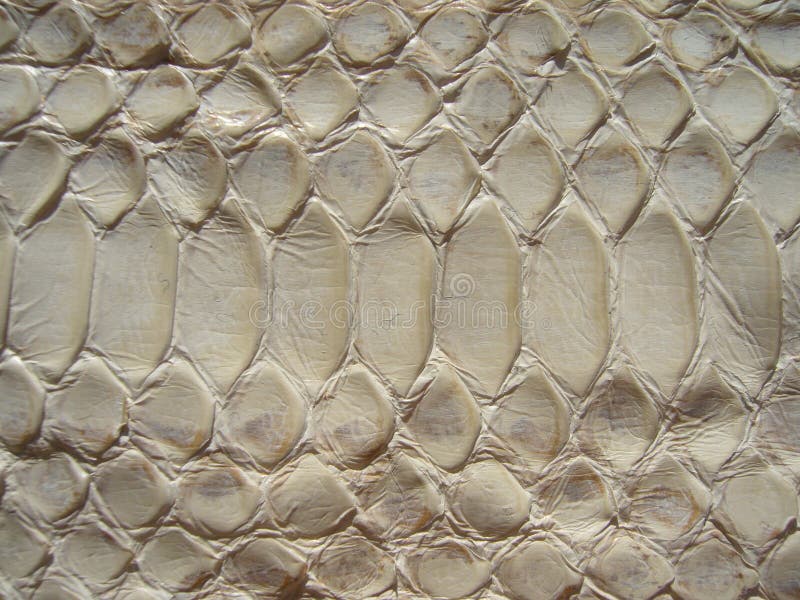 Texture of Exotic Leather. Python Skin, White Snakes Stock Photo ...