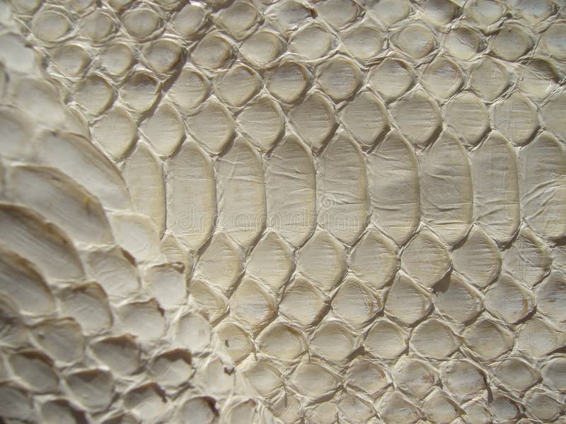 Texture of Exotic Leather. Python Skin, White Snakes Stock Image ...