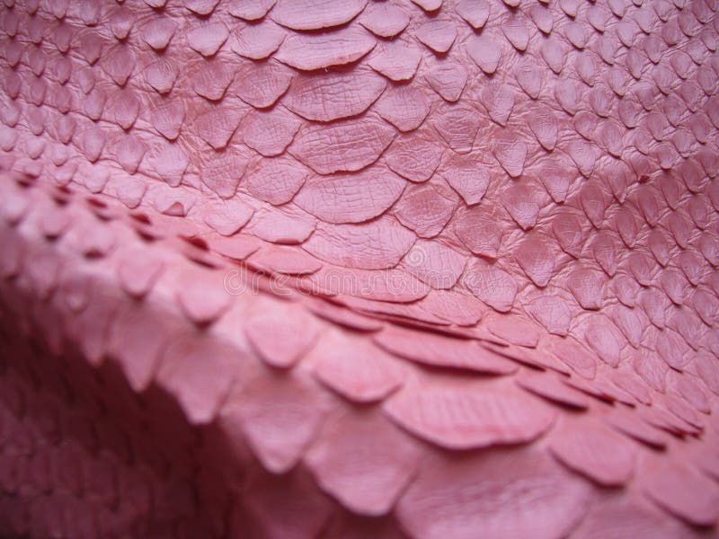 Texture of Exotic Leather. the Skin of a Python, a Snake is Pink, Flesh ...