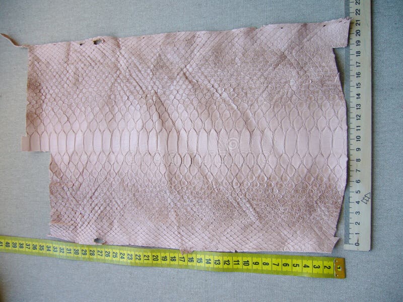 588 Pink Python Stock Photos - Free & Royalty-Free Stock Photos from ...