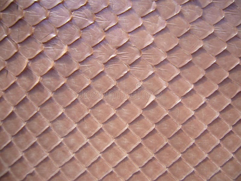 375 Snake Skin Texture Colored Stock Photos - Free & Royalty-Free Stock ...