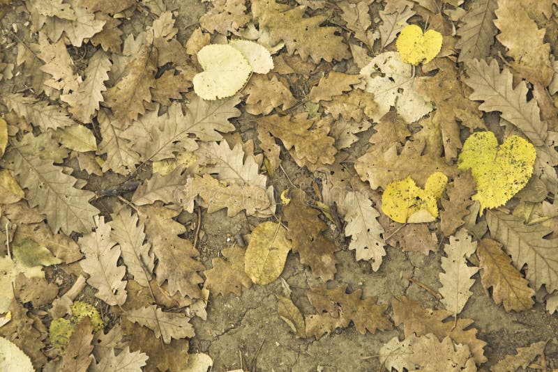 Texture of Fallen Autumn Leaves on Ground in Forest Stock Photo - Image ...