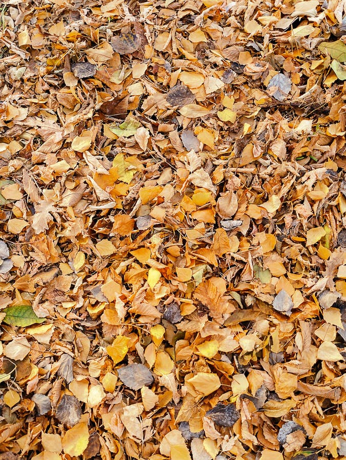 Texture of Fallen Autumn Leaves on the Ground Stock Image - Image of ...