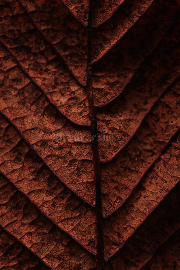 Texture fallen leaves stock photo. Image of life, forest - 57229722